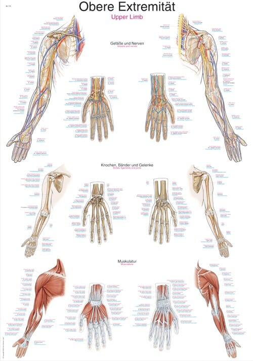 Plakat anatomisk Øvre ekstremiteter 70x100 cm AL113 - Gymo AS